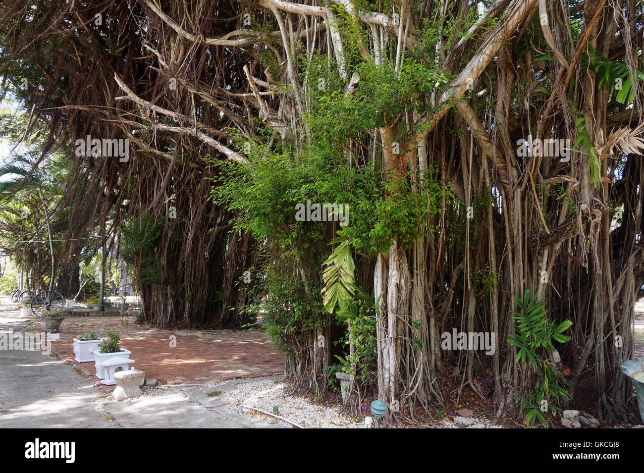 Bearded fig barbados hi-res stock photography and images - Alamy