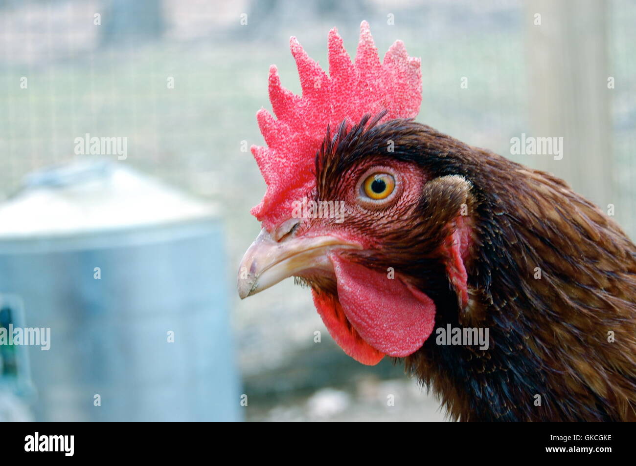 Curious chicken hi-res stock photography and images - Alamy
