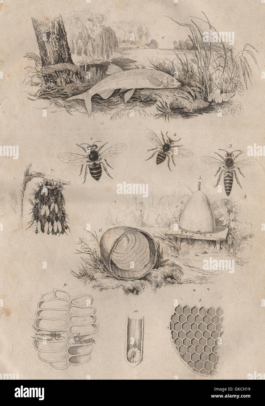 BEEKEEPING. FISH: Abeille (Bee). Beehive honeycomb. Able (belica) fish ...