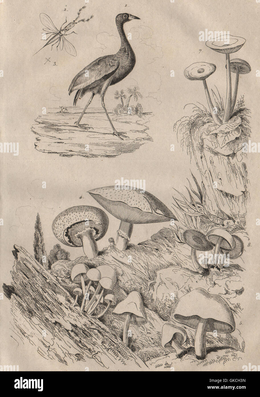 Agami (Pale-winged Trumpeter). Fungi. Agaric. Agaonidae (Fig wasp ...