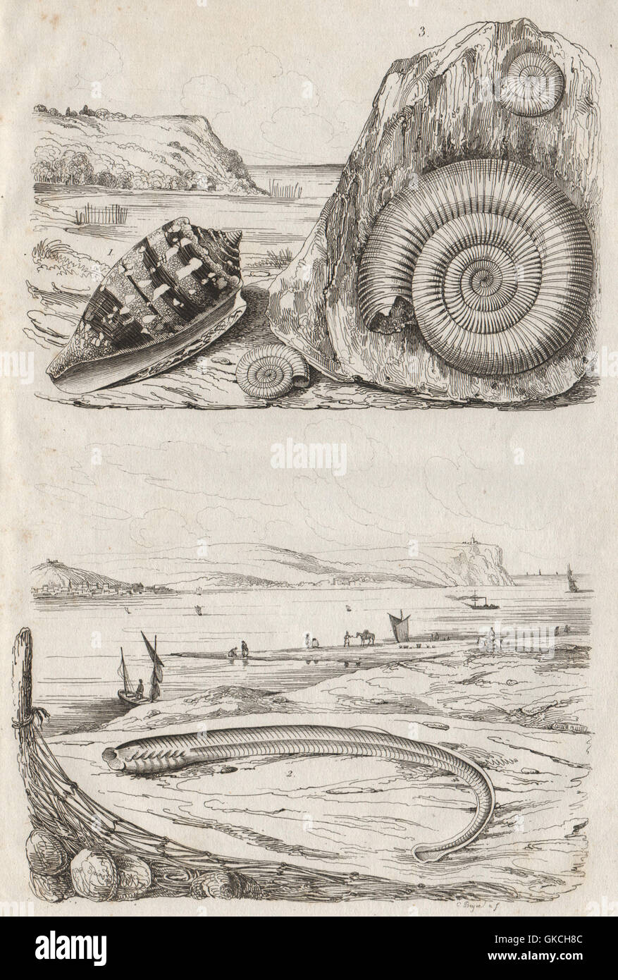 Conidae hi-res stock photography and images - Alamy