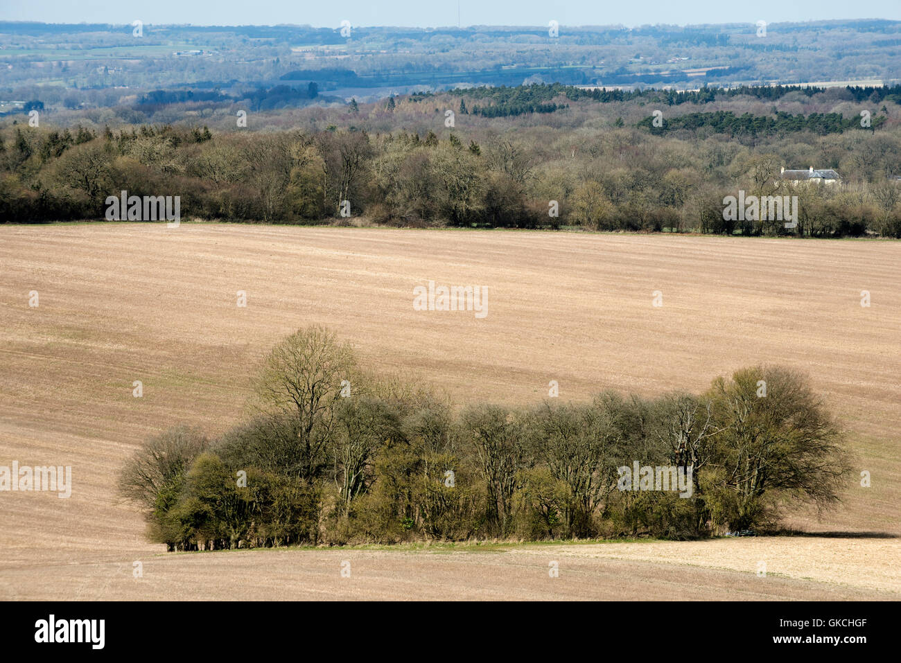 A circular copse of trees with slight green tinge of fresh spring ...