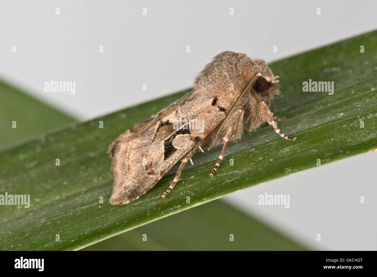 Hebrew character, Orthosia gothica, moth at rest with charcteristic ...