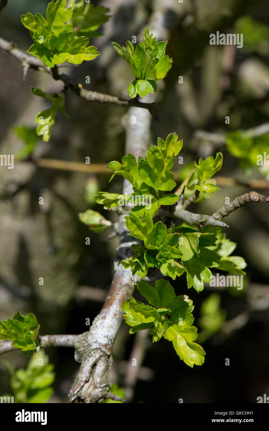 Young green leaves emerging on hawthorn hedgerow tree branch in spring ...