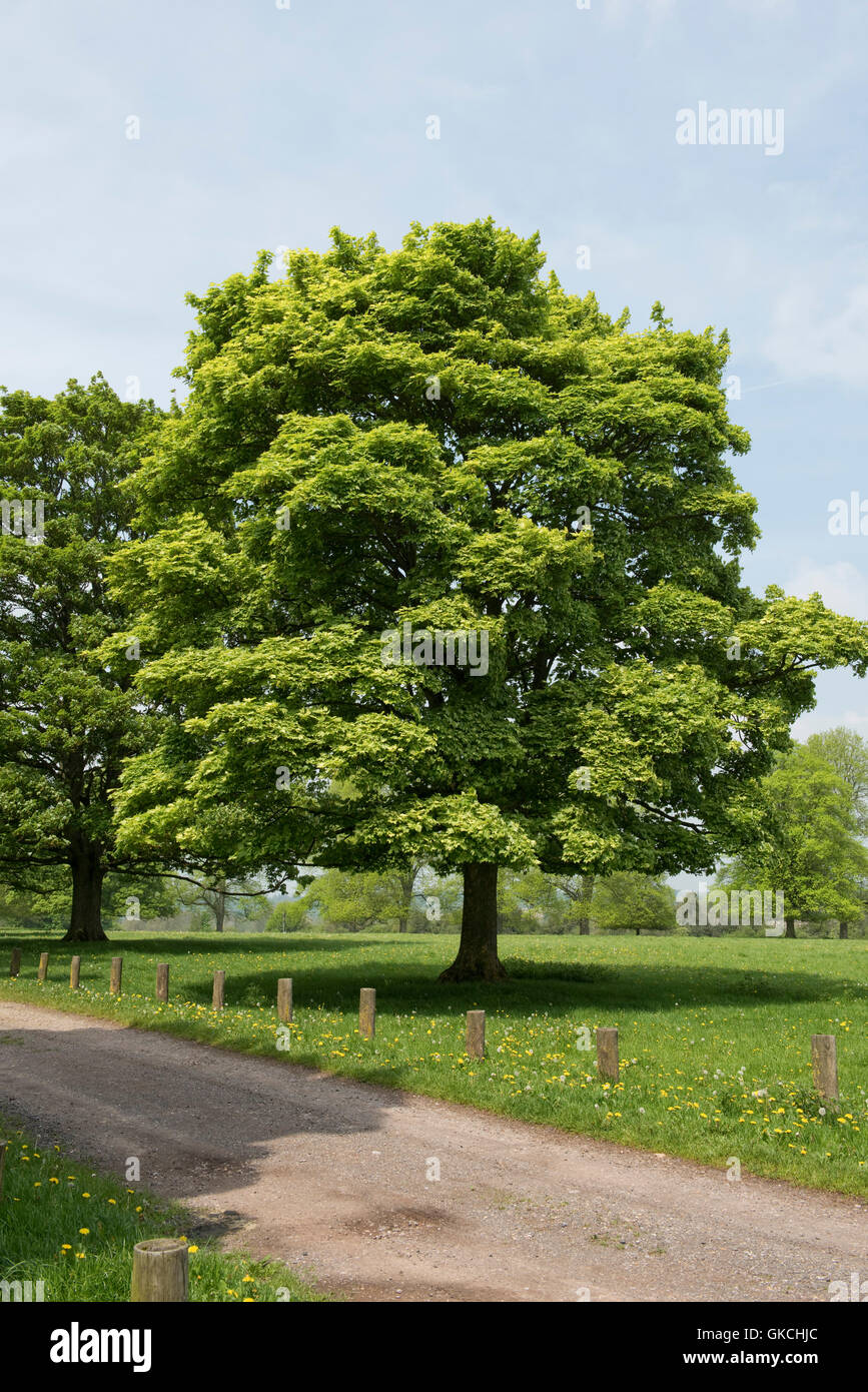 Norway maples, Acer platanoides, in young acid green spring leaf on ...