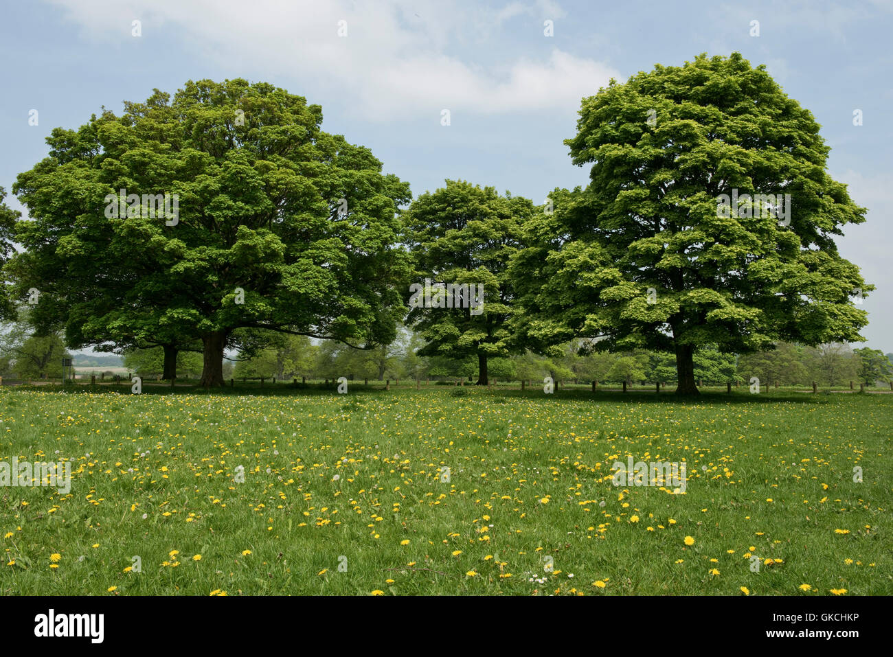 Acer platanoides leaf hi-res stock photography and images - Alamy