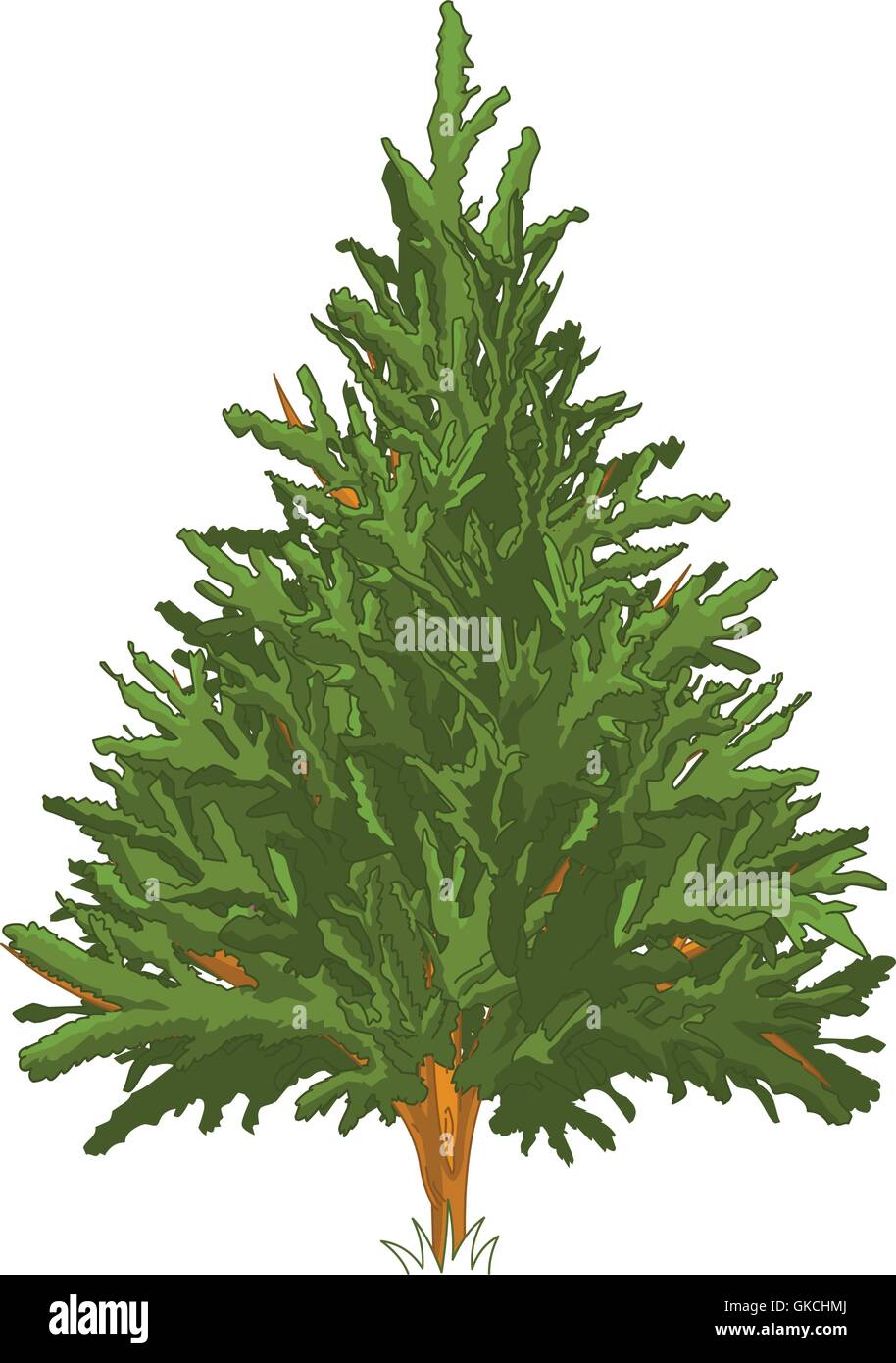Pine tree fir spruce branch Stock Vector Images - Alamy