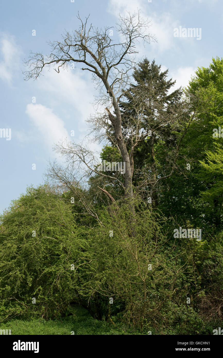 A dead European ash tree, Fraxinus excelsior, among woodld trees in ...
