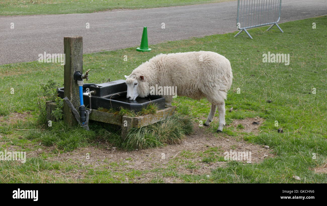What do sheep drink hi-res stock photography and images - Alamy