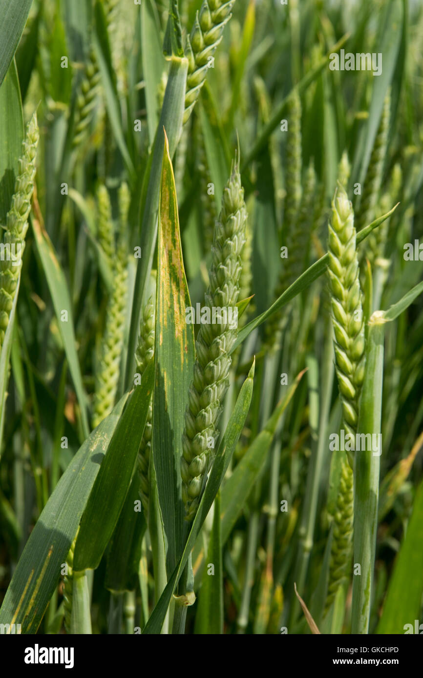 Puccinia Striiformis High Resolution Stock Photography and Images - Alamy