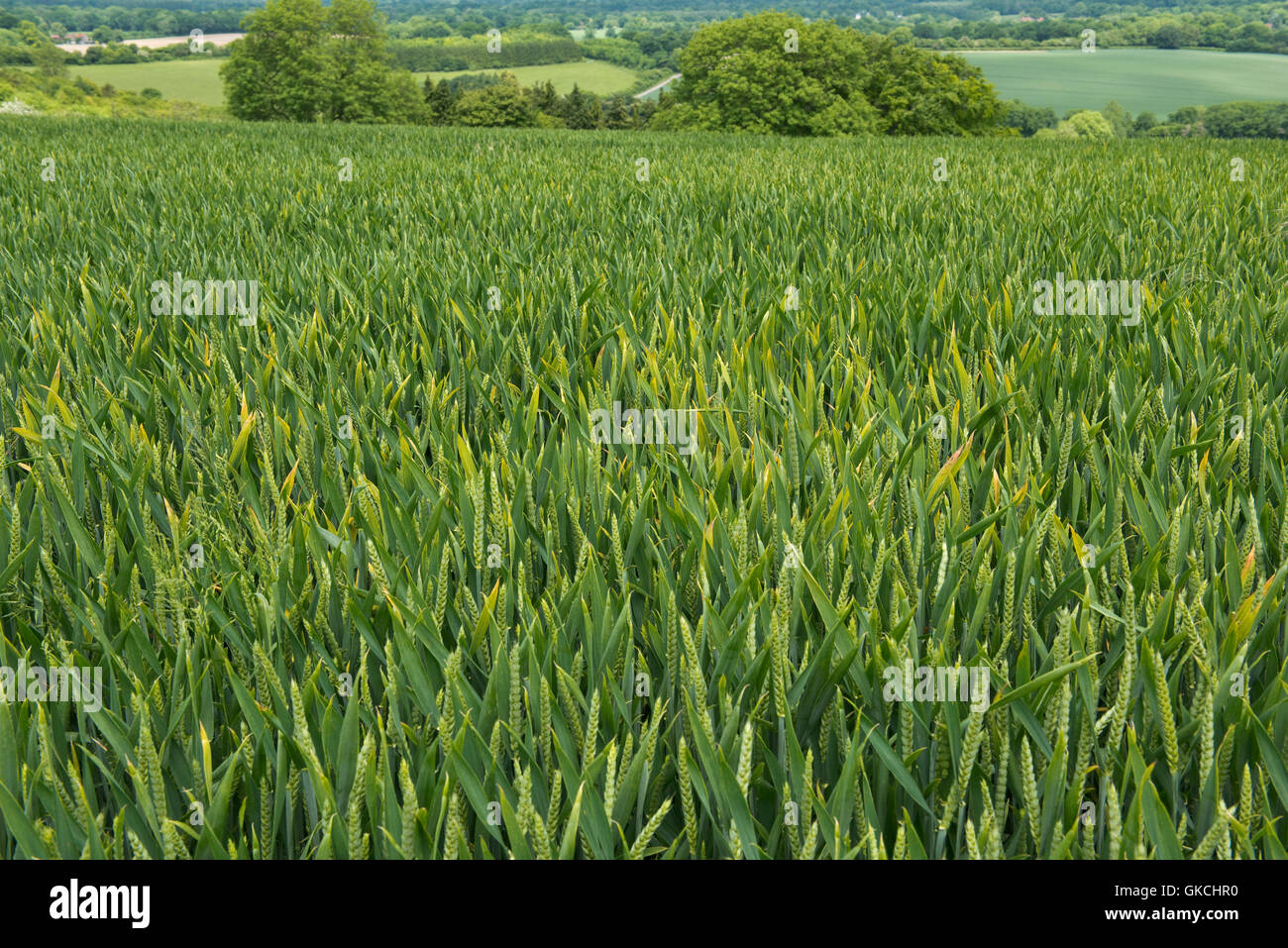 A mild focus of barley yellow dwarf virus, BYDV, infection in a winter ...