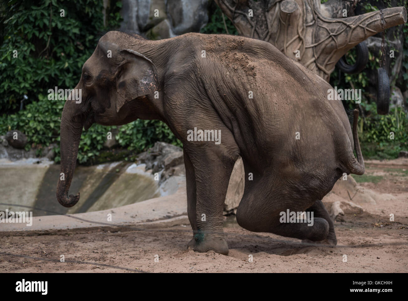 Old elephant stuck in a zoo of Ho Chi Minh, Vietnam Stock Photo - Alamy