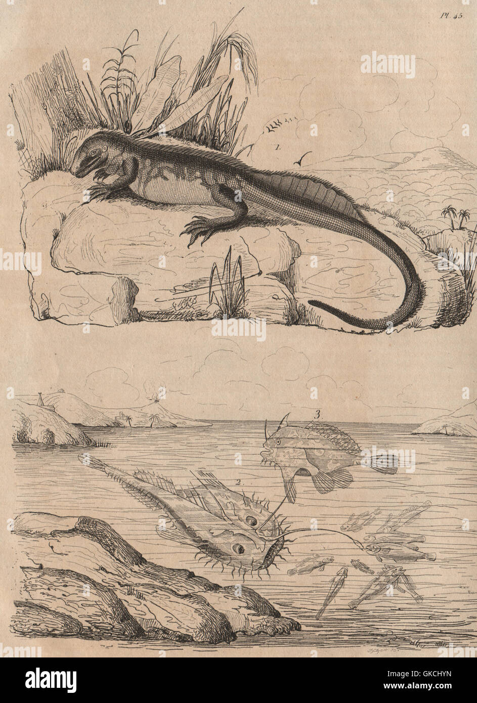 Pacuma hi-res stock photography and images - Alamy