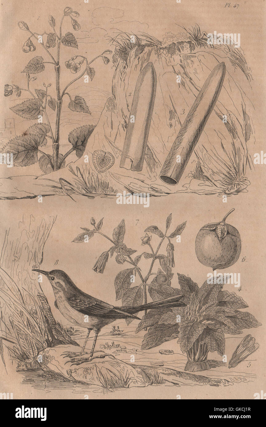 Belladonna mandragore hi-res stock photography and images - Alamy