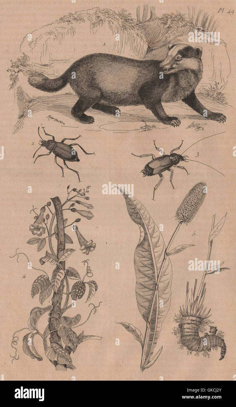 Badger. Blaps mucronata (Churchyard beetle). Roach. Bignonia. Bistort ...