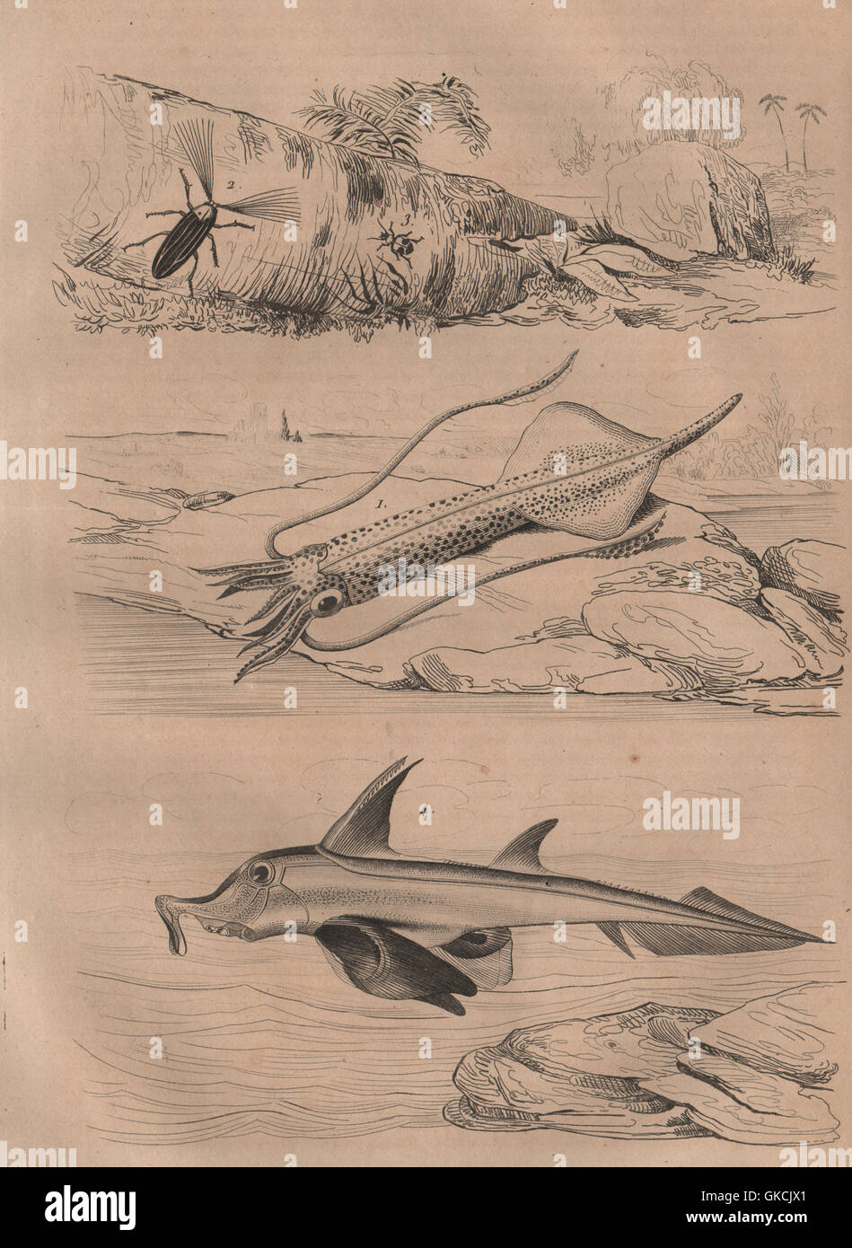 Squid. Callirhipidae. Callistus lunatus ground beetle. Plough-nose ...