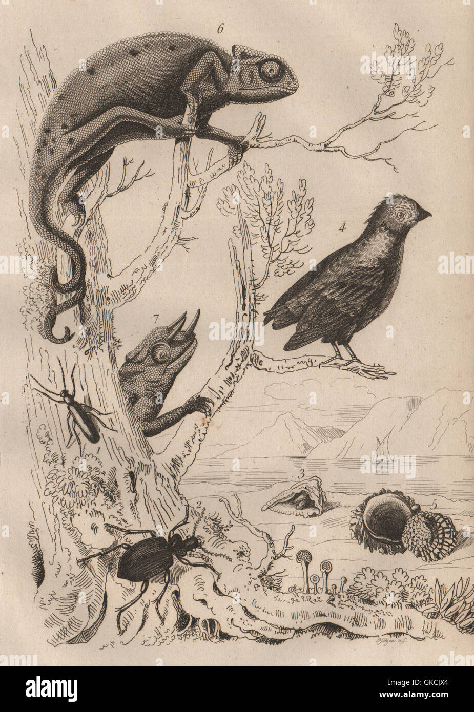 Calopus angustus hi-res stock photography and images - Alamy