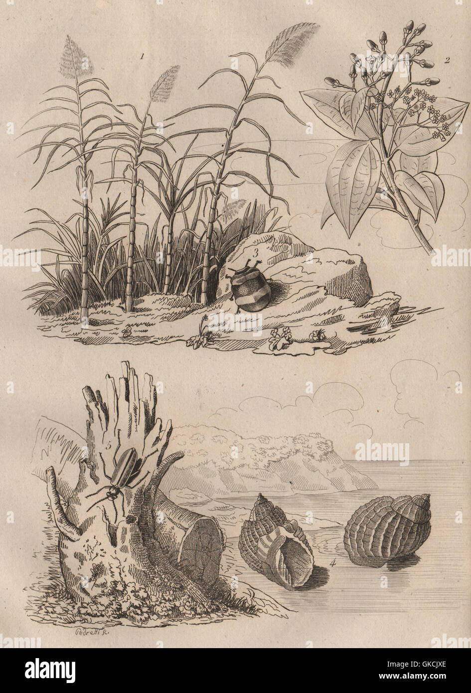 Sugar cane. Cinnamon tree. Canopus. Bivetiella cancellata. Spanish Fly ...