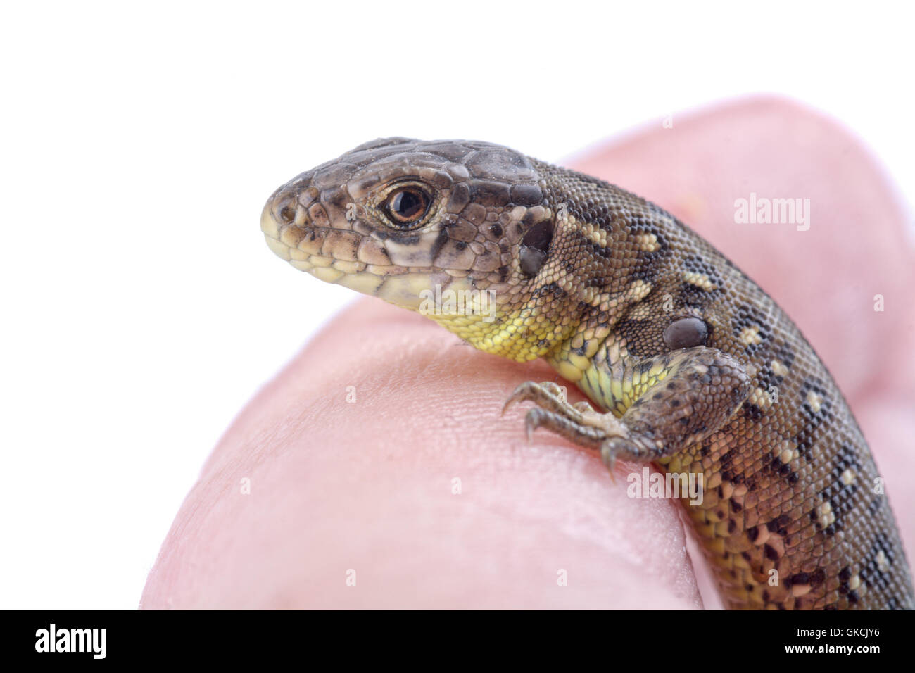 A lizard on a human finger isolated on a white background Stock Photo ...