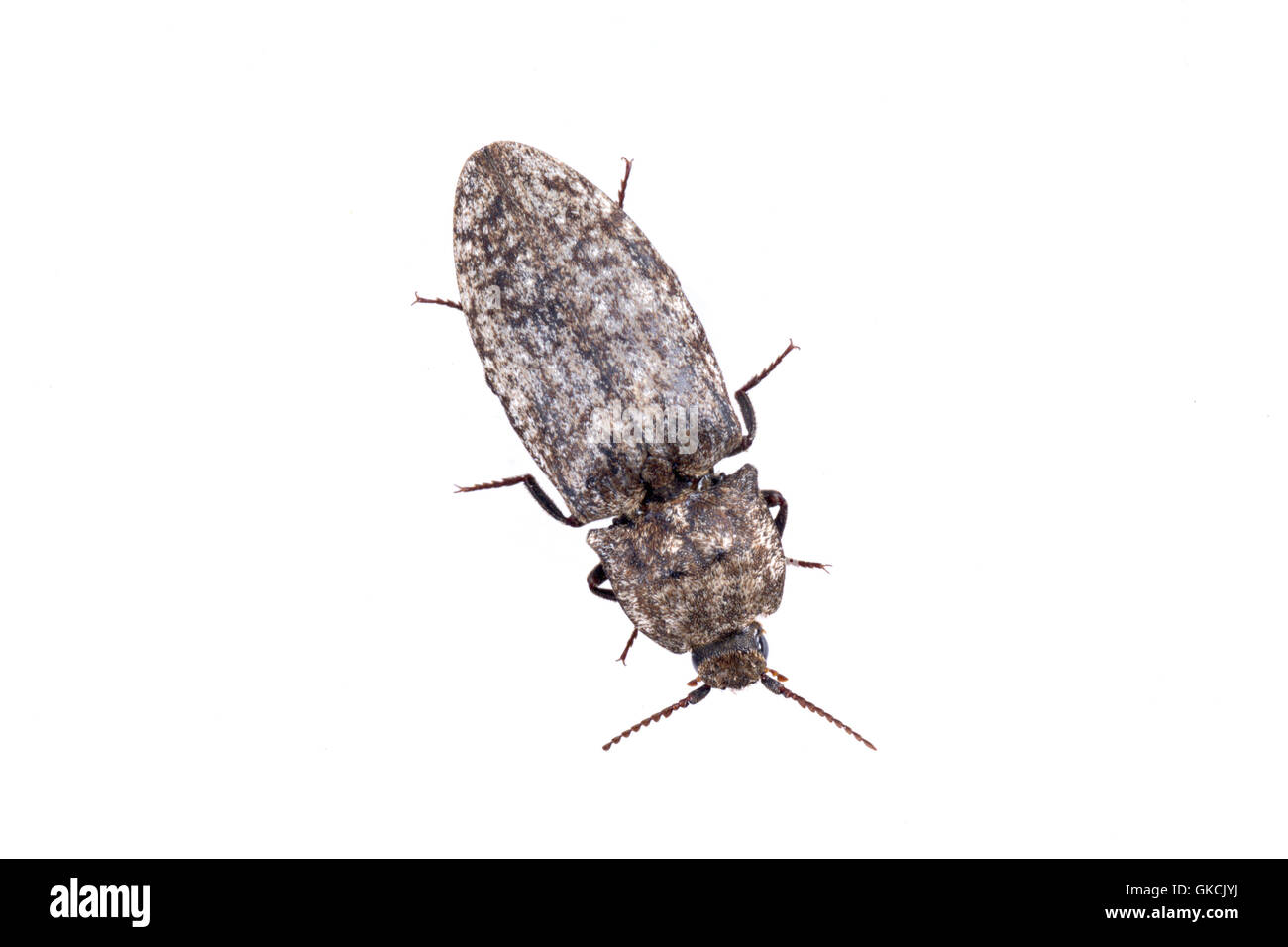 Brown bug isolated on a white background Stock Photo - Alamy
