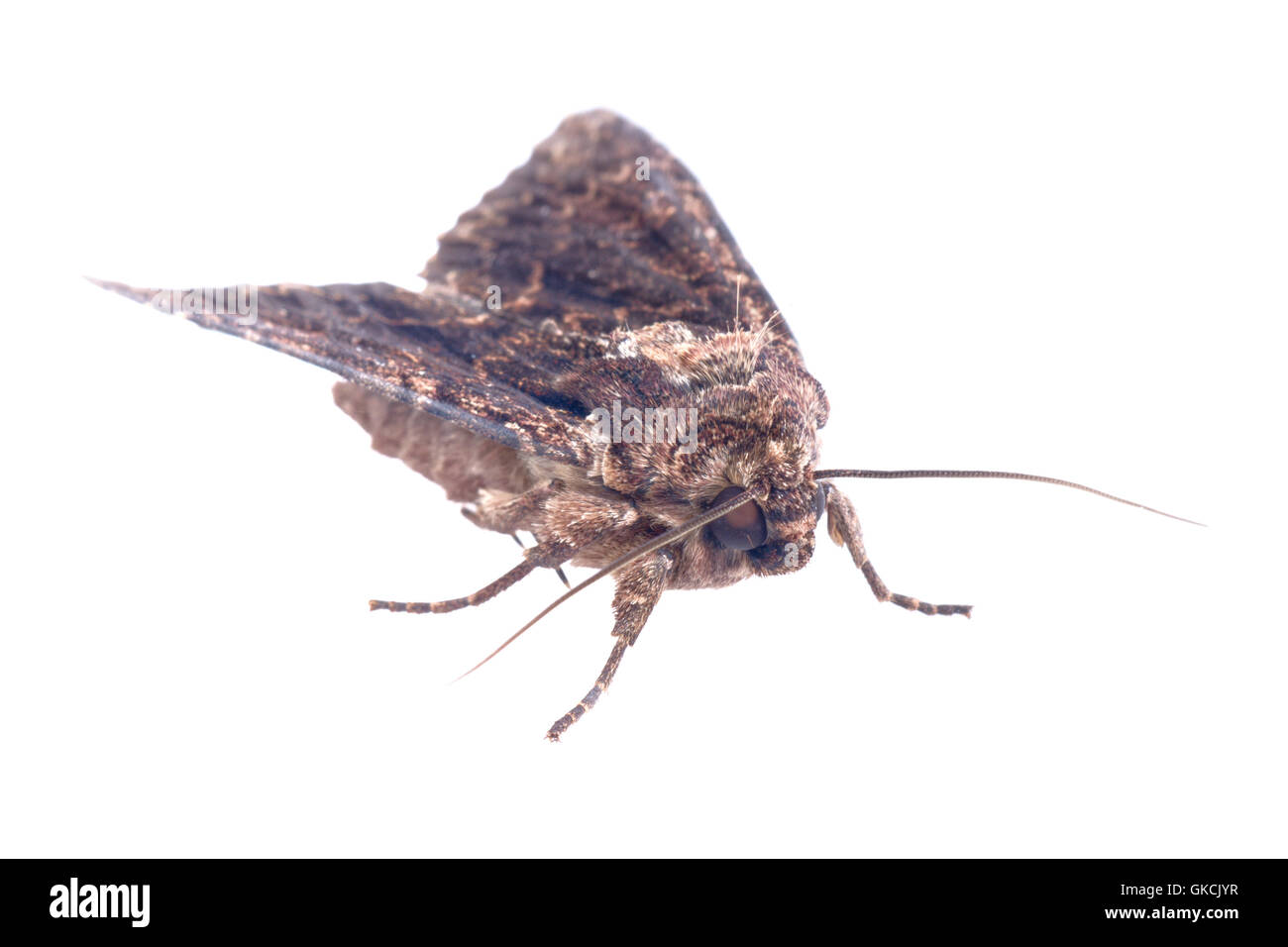 Brown moth isolated on a white background Stock Photo - Alamy