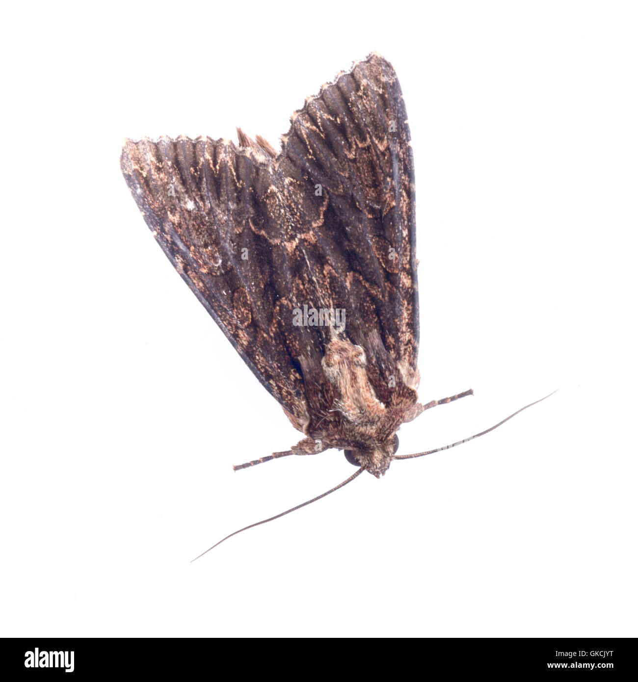Small brown white moth hi-res stock photography and images - Alamy