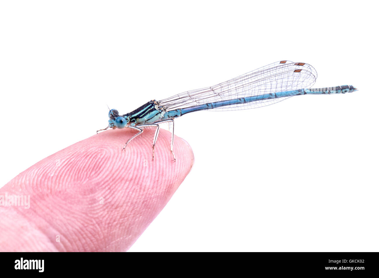 Blue dragonfly on a finger isolated on a white background Stock Photo ...
