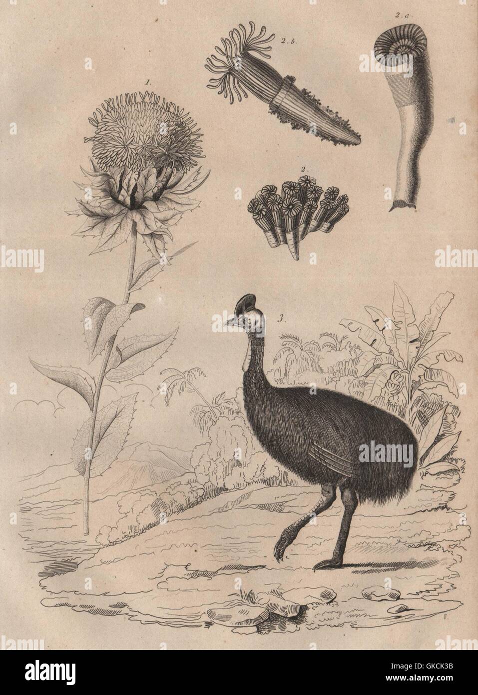 Carthame (Safflower). Caryophyllia (solitary corals). Cásoar (Cassowary ...