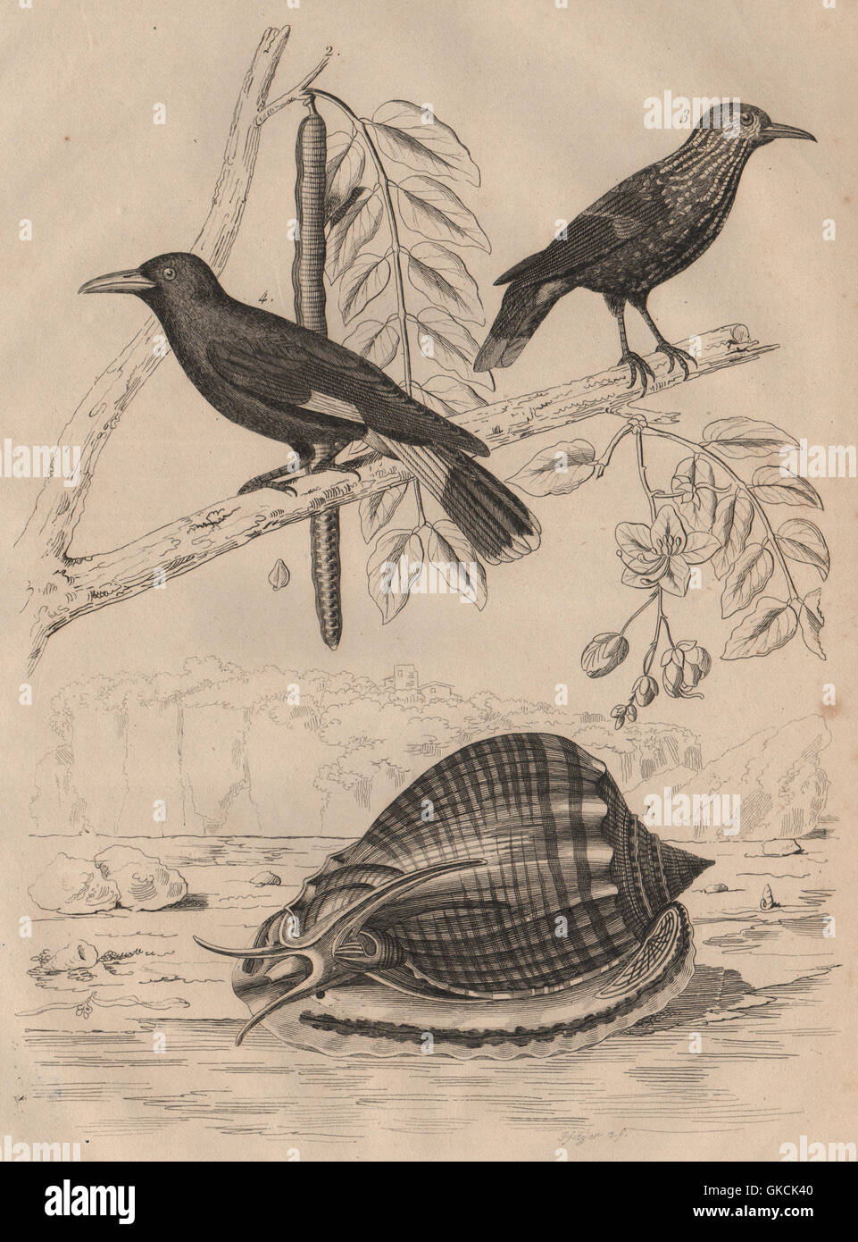 Steel helmet snail hi-res stock photography and images - Alamy