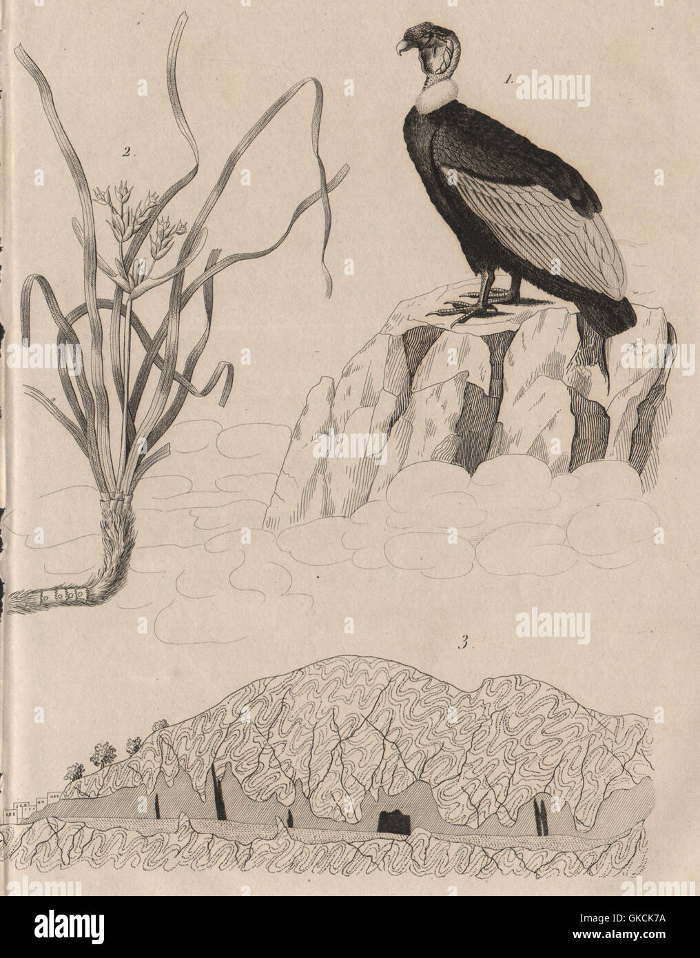 Catharte (Turkey Vulture). Caulinia (Najas). Caverne (Cave), old print ...