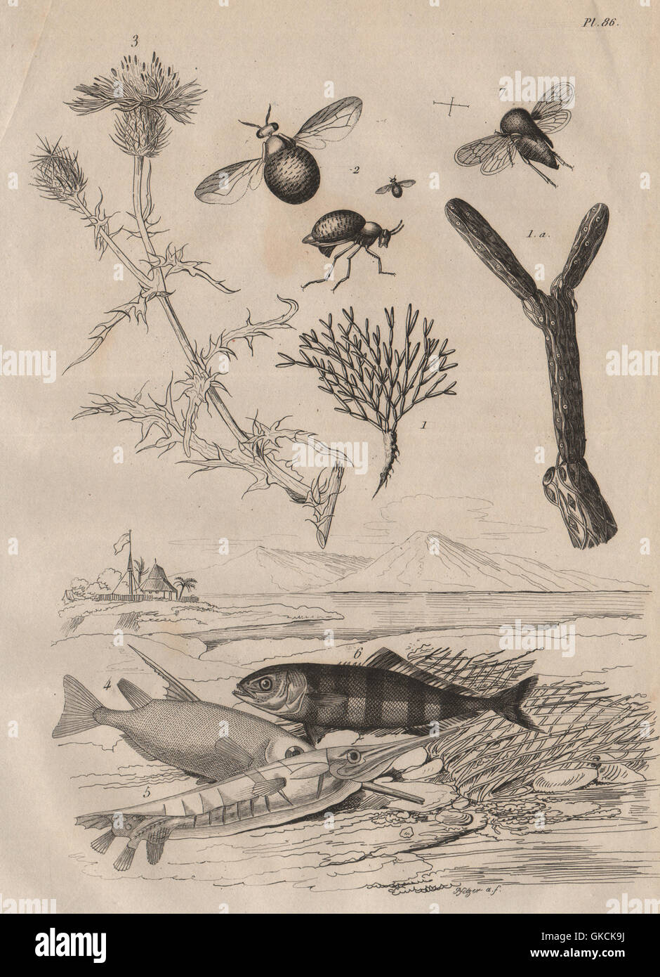 Celyphidae/beetle flies.Centaurea.Shrimpfish.Centrotus cornutus ...