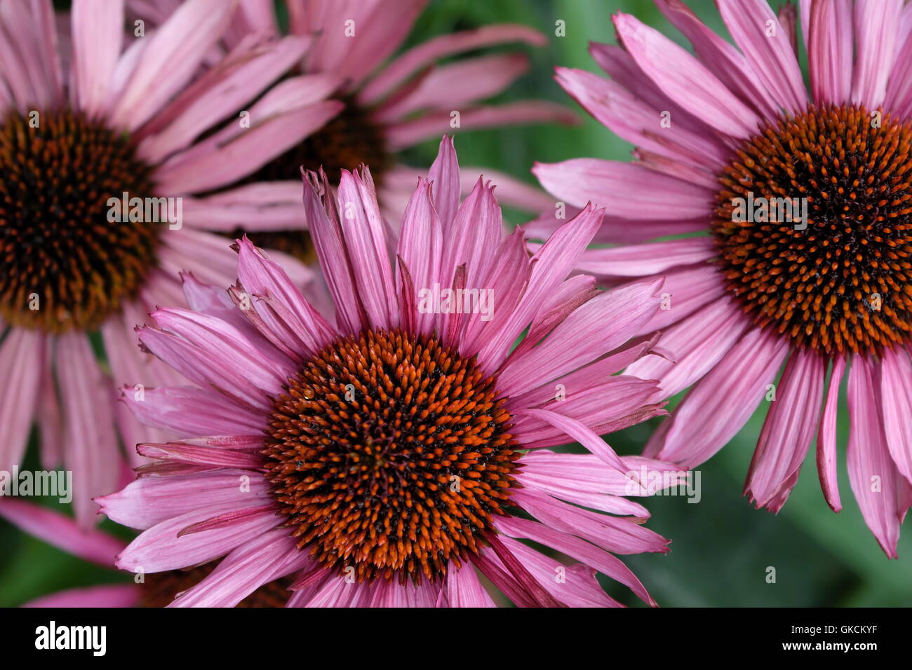 Some pink coneflower closeup. Asteraceae echinacea Stock Photo - Alamy
