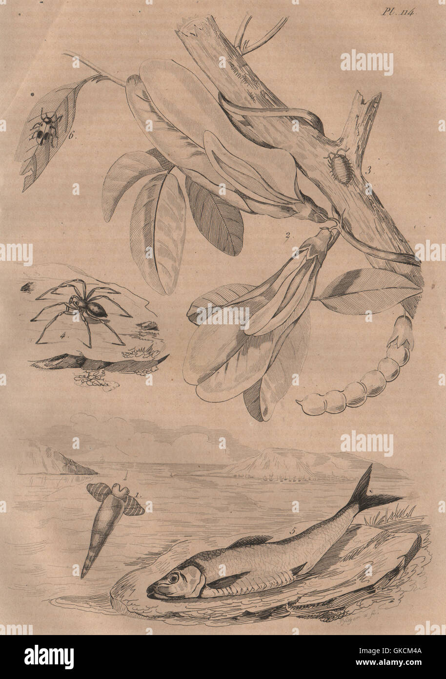 Clitore hi-res stock photography and images - Alamy