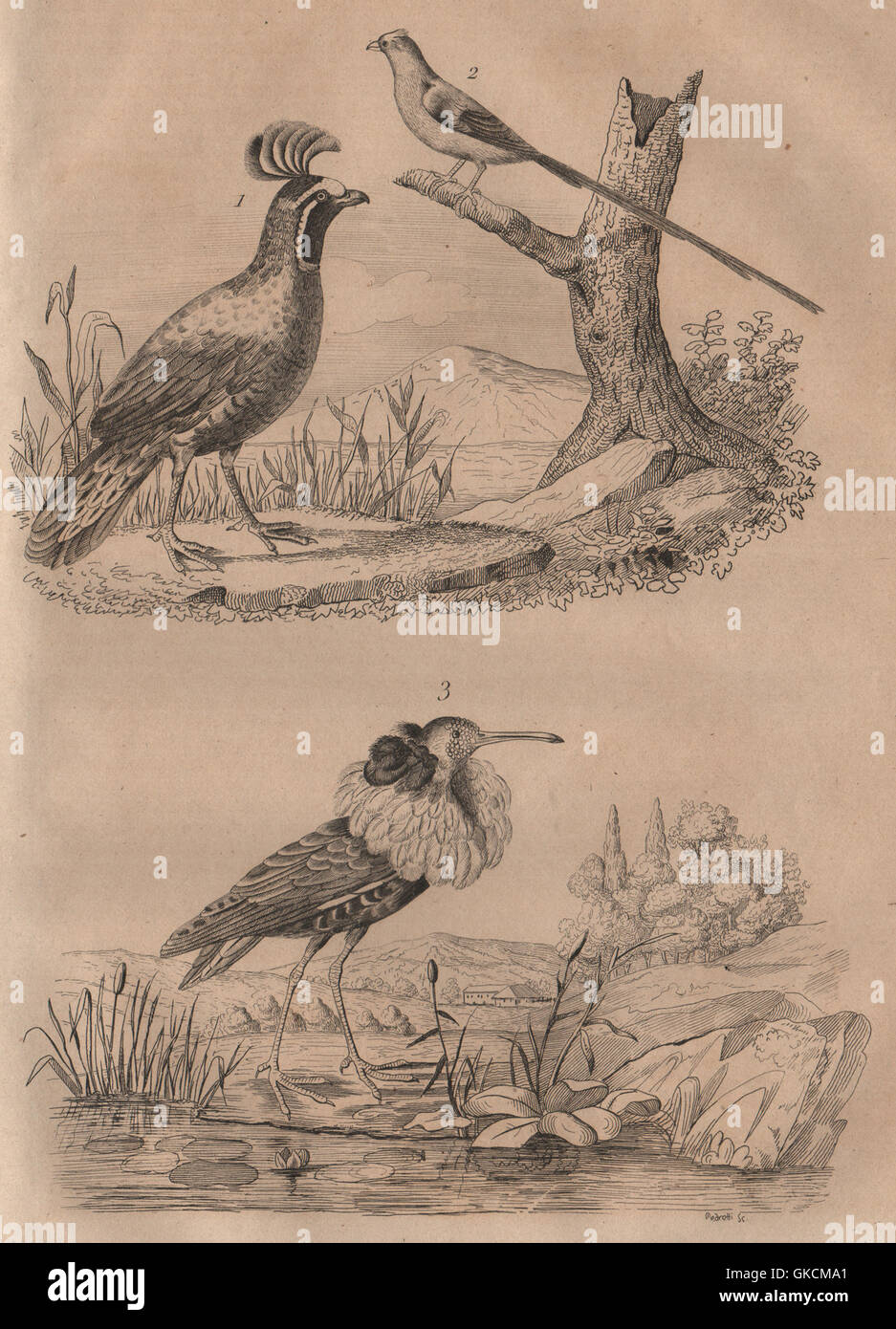 BIRDS: California Quail. Coliou (Mousebird). Combattant. Ruff, old ...