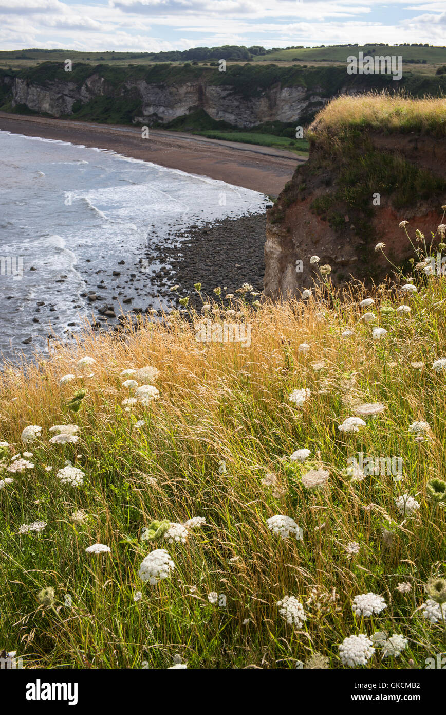 Wild flowers and grasses on the cliff edge of Nose's Point, looking ...
