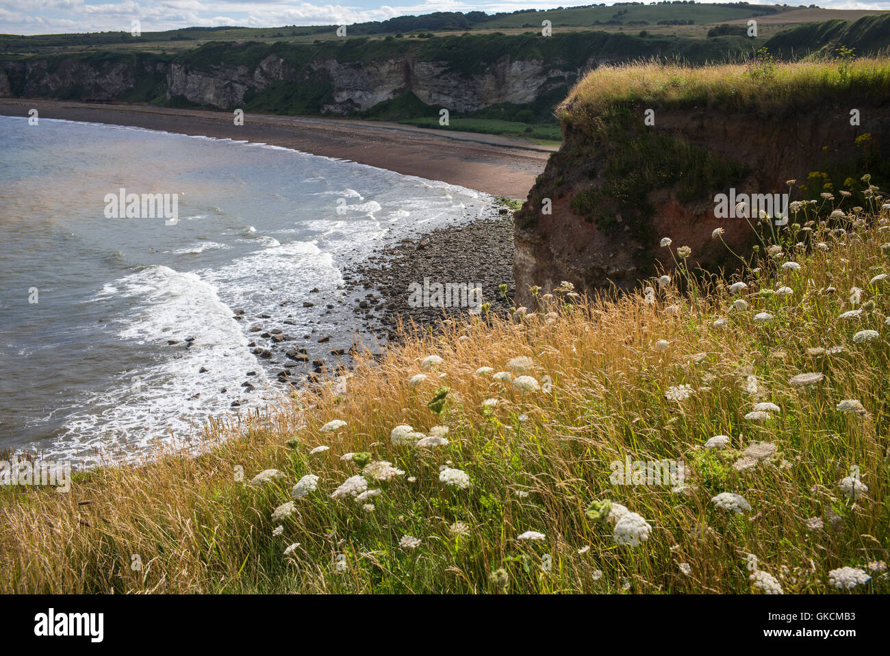 Wild flowers and grasses on the cliff edge of Nose's Point, looking ...