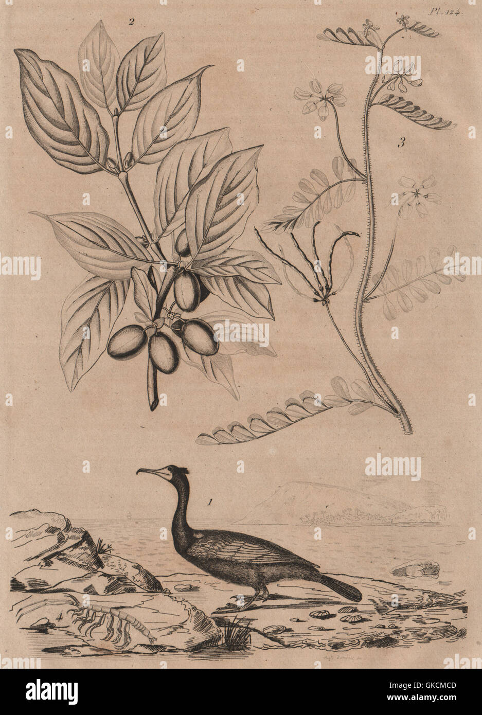 Corophium volutator hi-res stock photography and images - Alamy