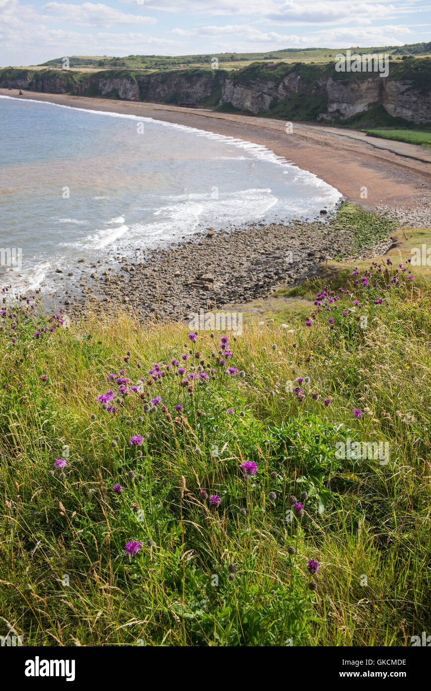 Wild flowers and grasses on the cliff edge of Nose's Point, looking ...