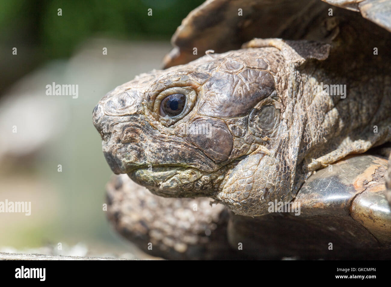 Vetenary attention required hi-res stock photography and images - Alamy
