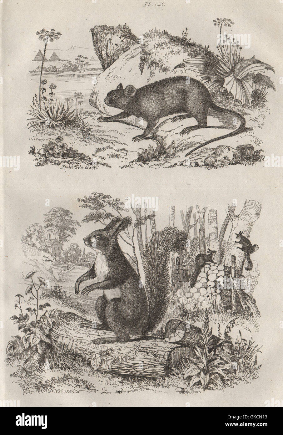 RODENTS: Echimys (Spiny Tree-rat). Ecureuil (Squirrel), antique print ...