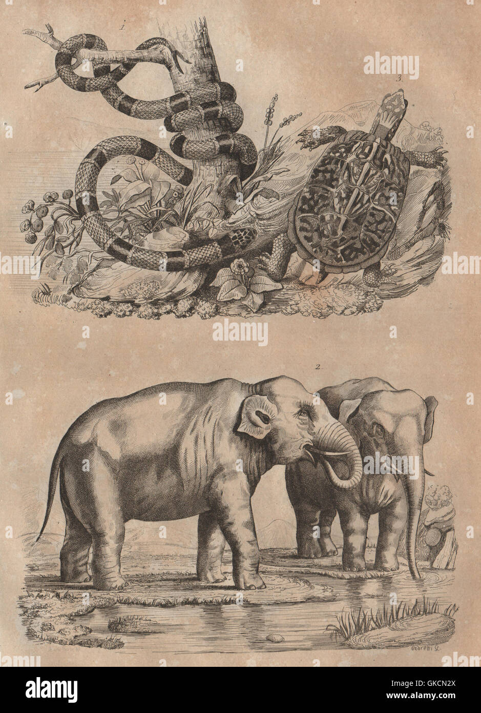 ANIMALS: Elapid/coral snake. Elephant. Emyd (freshwater tortoise ...