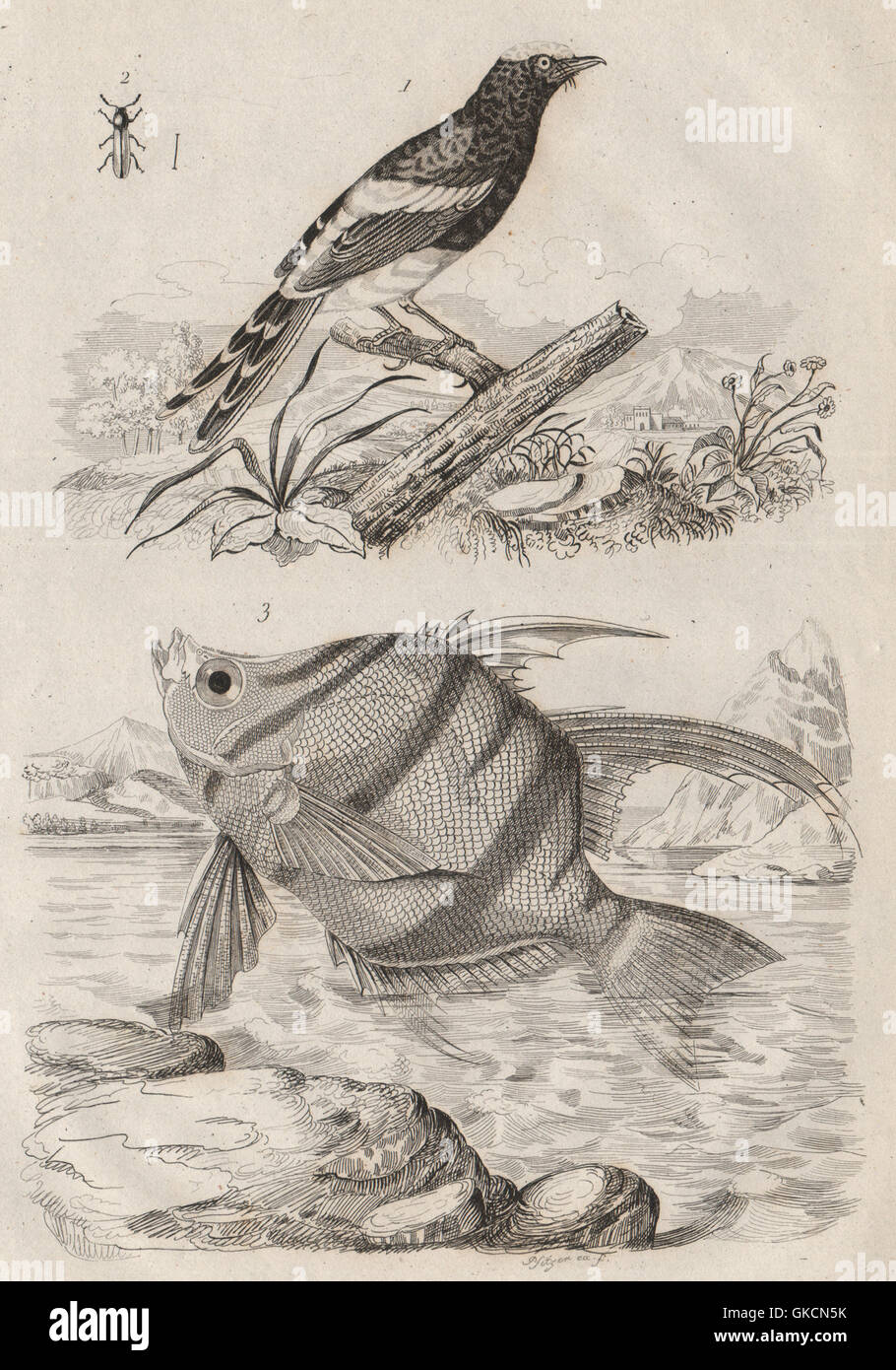 Enicure (Forktail). Enoplie. Enoplosus armatus (Old wife), antique ...