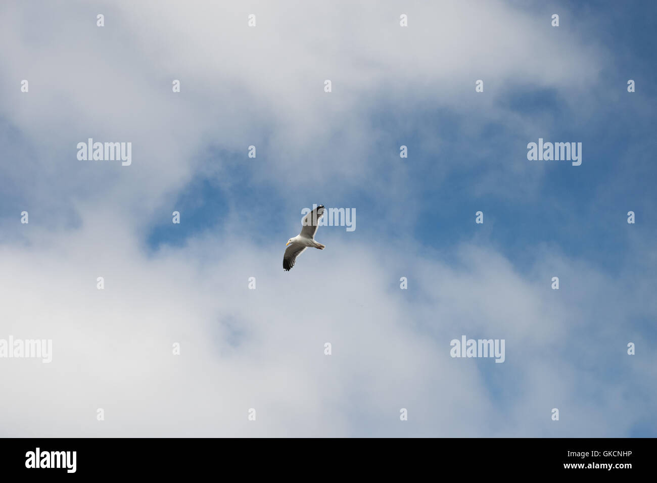 Flying bird hi-res stock photography and images - Alamy