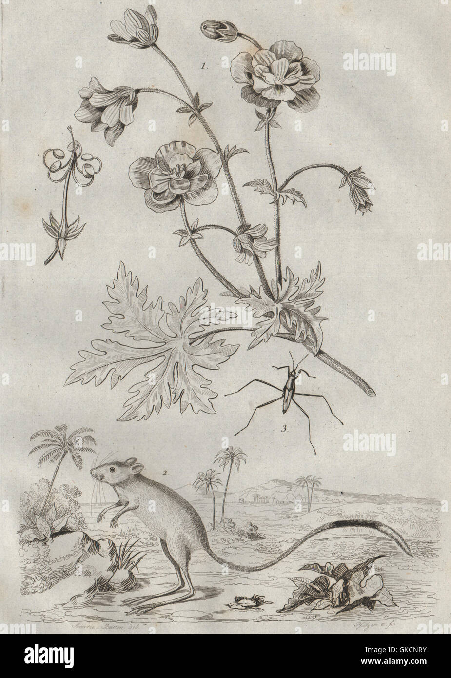 Gerboise hi-res stock photography and images - Alamy