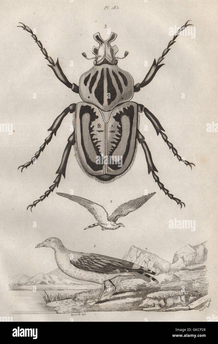 Goliathus goliathus hi-res stock photography and images - Alamy