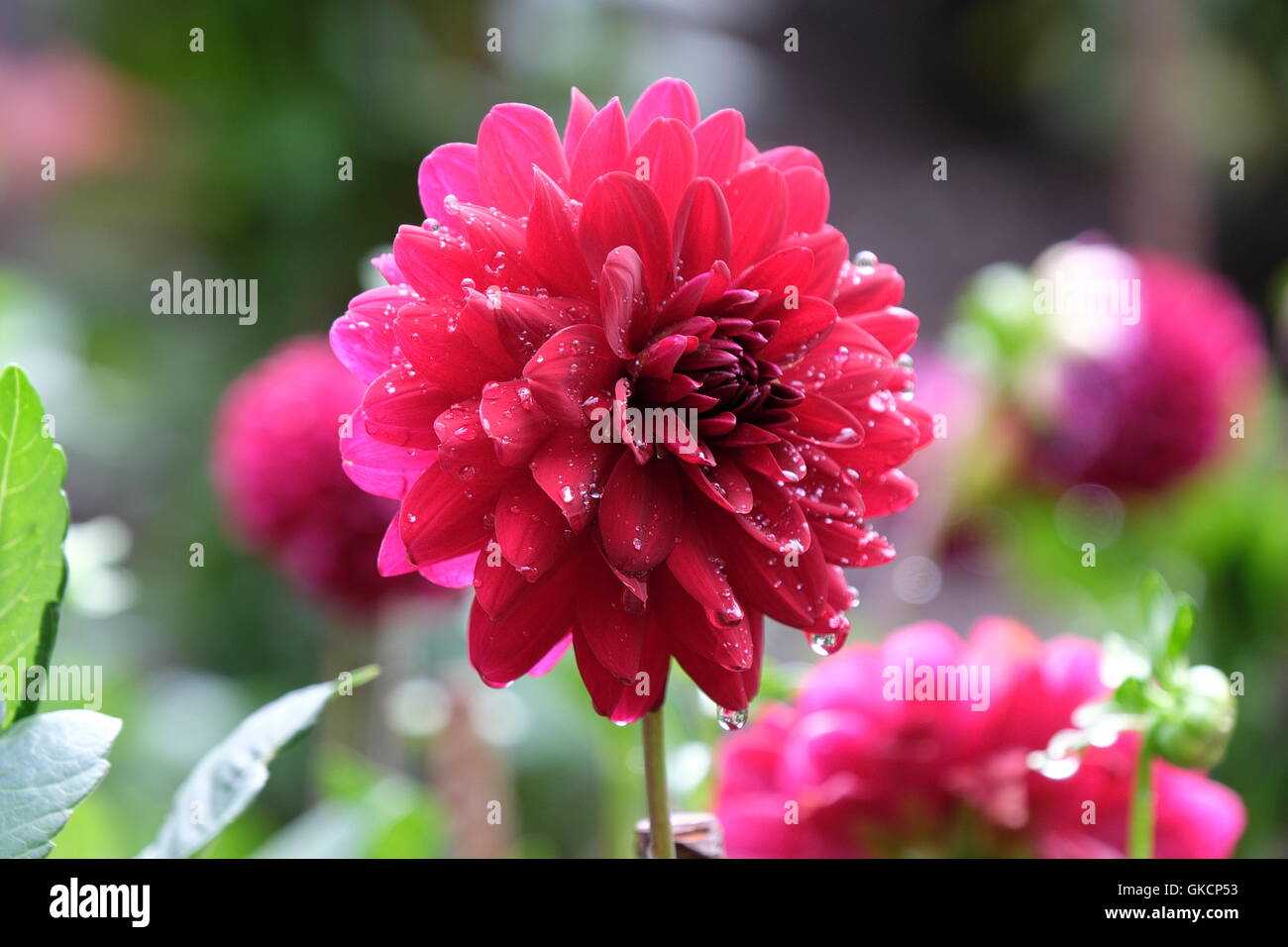 Dahlia wallpaper hi-res stock photography and images - Alamy