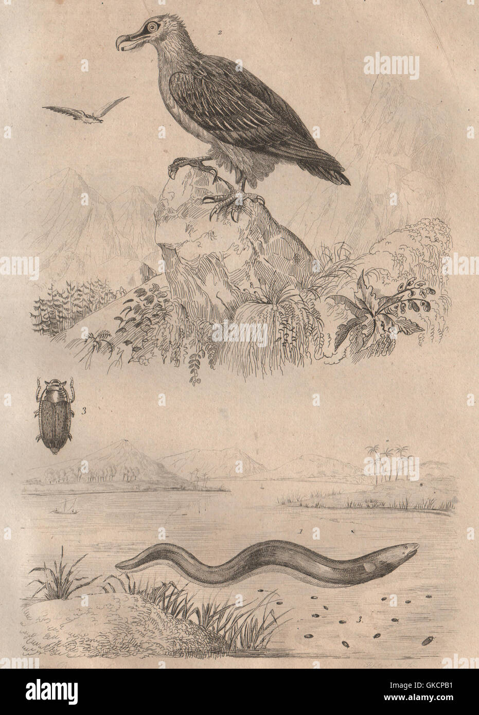 Whirligig beetle (gyrinidae) hi-res stock photography and images - Alamy