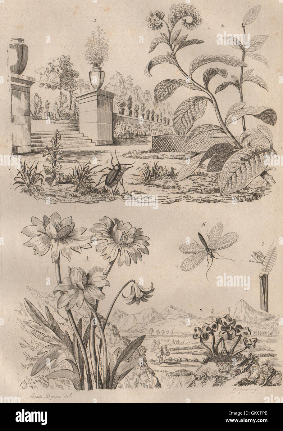 Heliotropium. Helleborus. Helops caeruleus beetle. Helvella fungus ...
