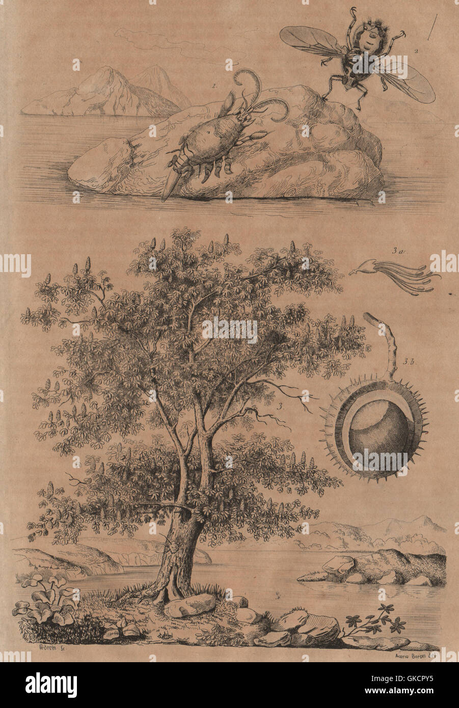 Hippidae (mole crab). Hippobosca fly. Hippocastanum (horse chestnut ...