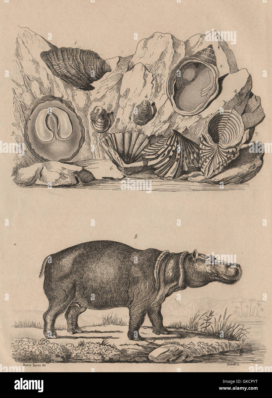 Hipponix (hoof snails/shells). Cardita hippopea. Hippopotame ...